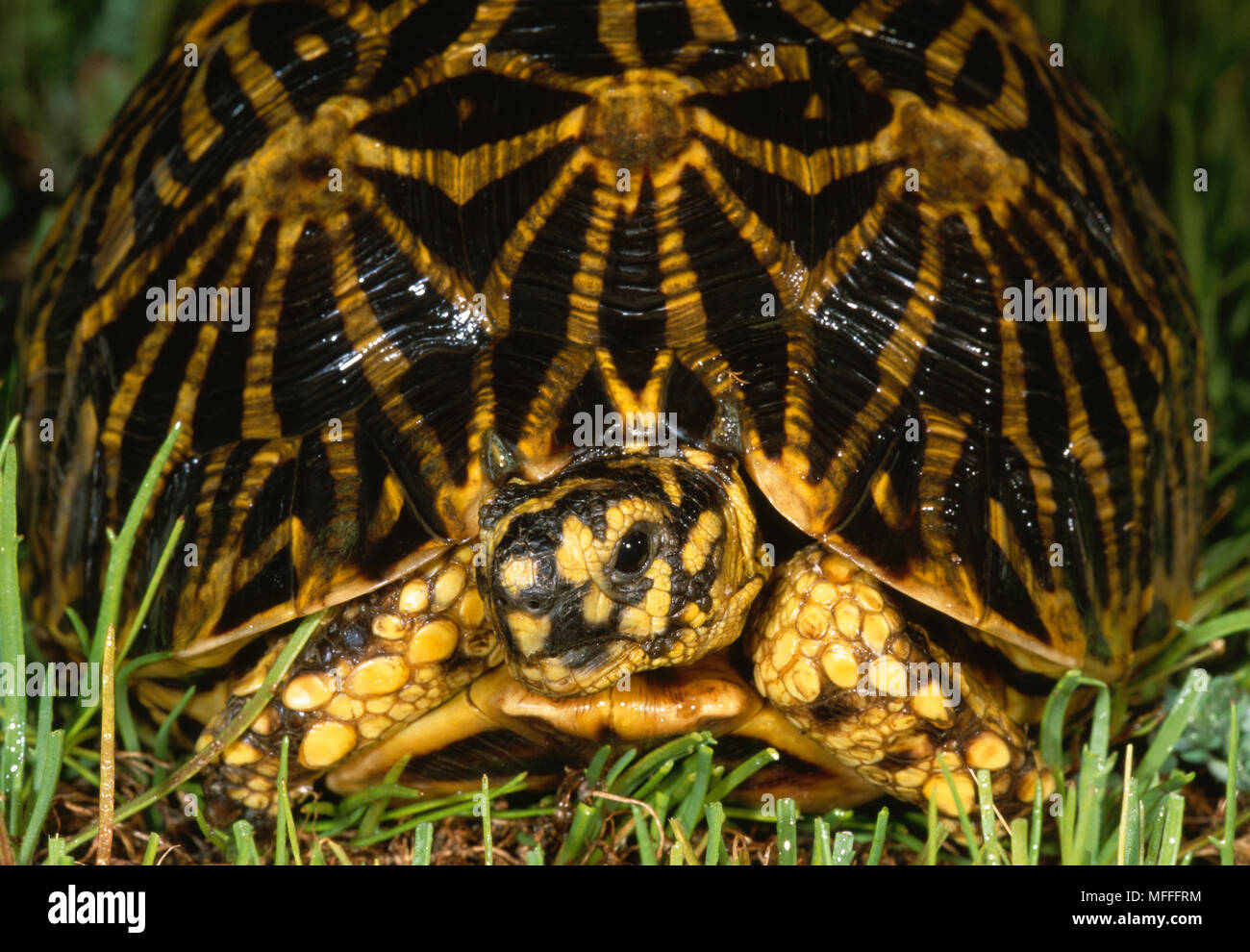 Geometric tortoise hi-res stock photography and images - Alamy