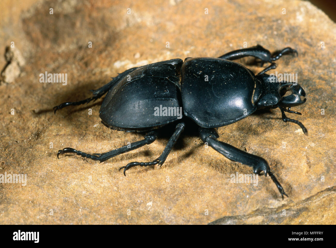 Colophon hi-res stock photography and images - Alamy