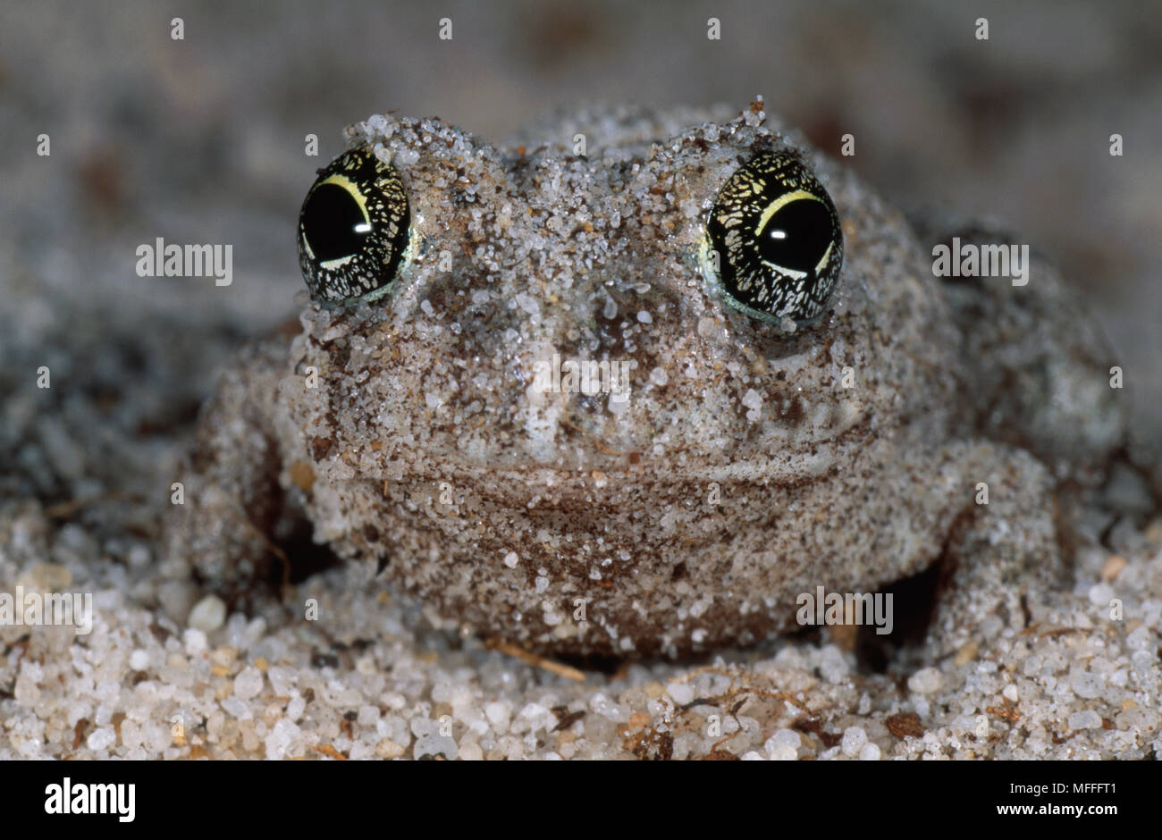 CAPE SAND FROG head detail Tomopterna delalandii Cape Coast, South ...