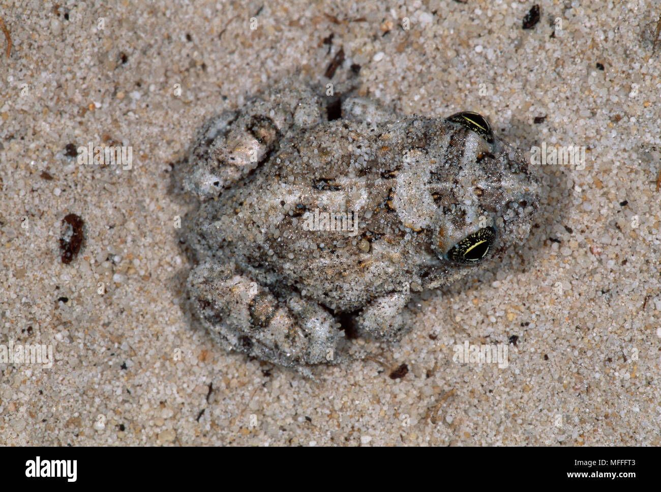 CAPE SAND FROG Tomopterna delalandii Cape Coast, South Africa Endemic ...