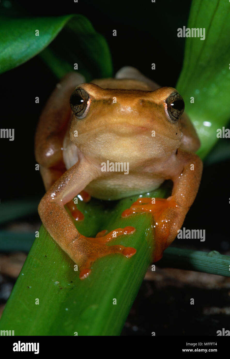ARUM LILY REED FROG Hyperolius horstocki Cape Coast, South Africa ...