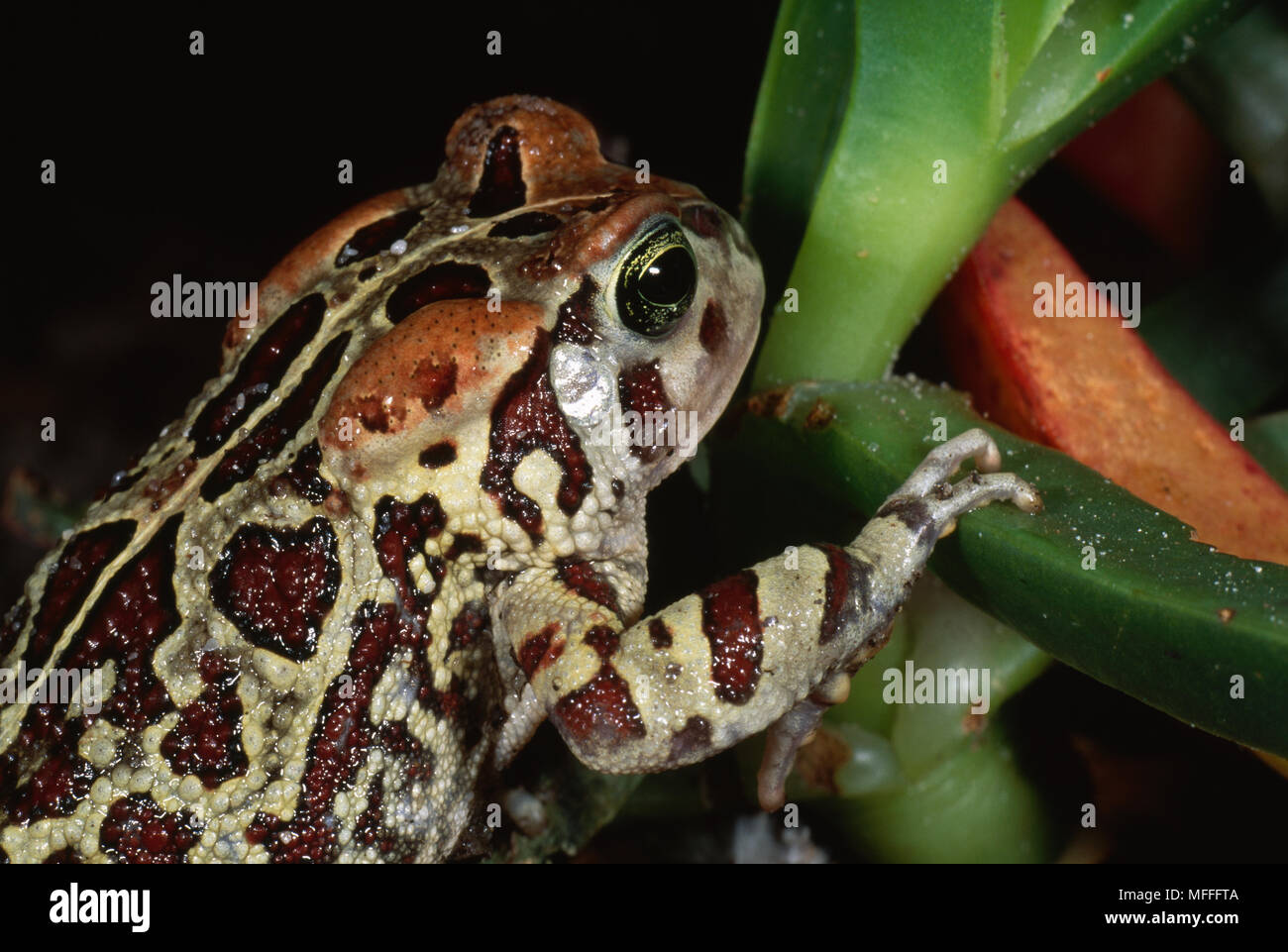 WESTERN LEOPARD TOAD Bufo pantherinus Cape Coast, South Africa Endemic ...