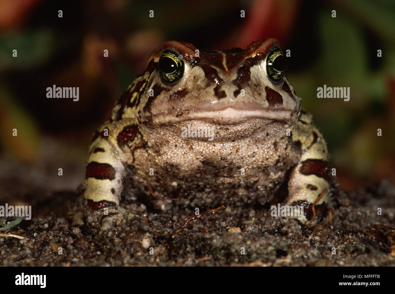 WESTERN LEOPARD TOAD Bufo pantherinus Cape Coast, South Africa Endemic ...