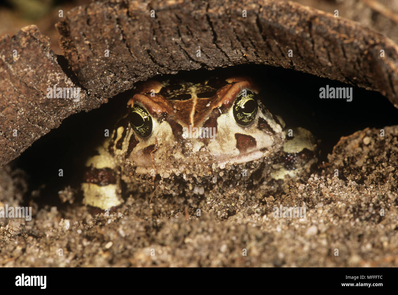 WESTERN LEOPARD TOAD in hole Bufo pantherinus Cape Coast, South Africa ...