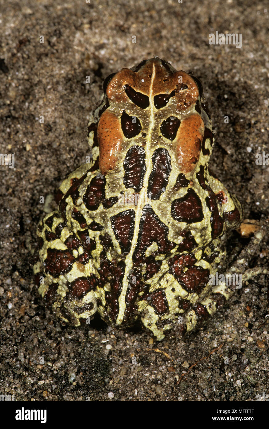 WESTERN LEOPARD TOAD in hole Bufo pantherinus Cape Coast, South Africa ...