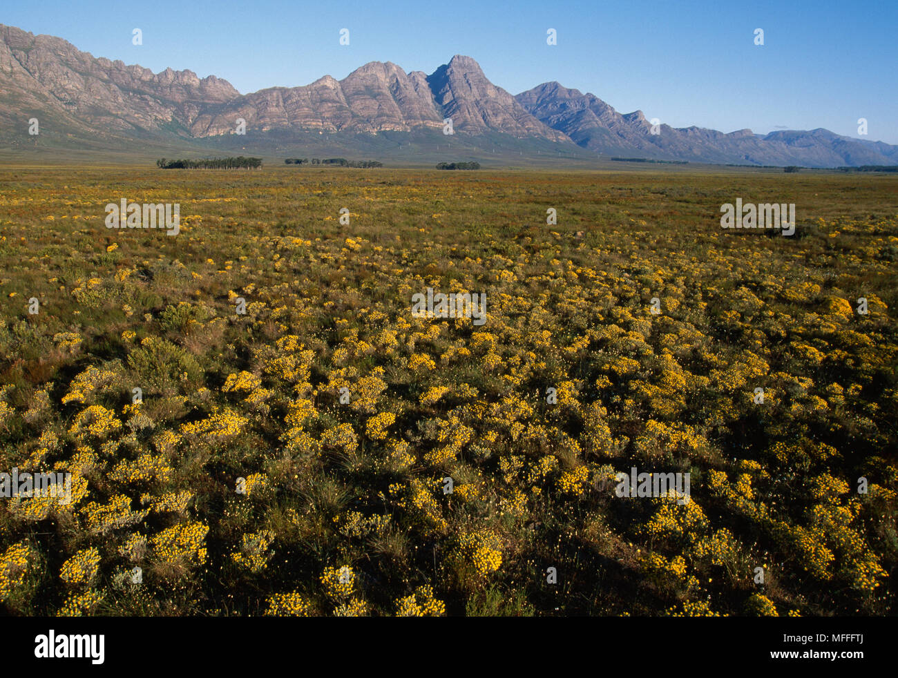 RENOSTERVELD Most endangered of Fynbos vegetation It is estimated that ...