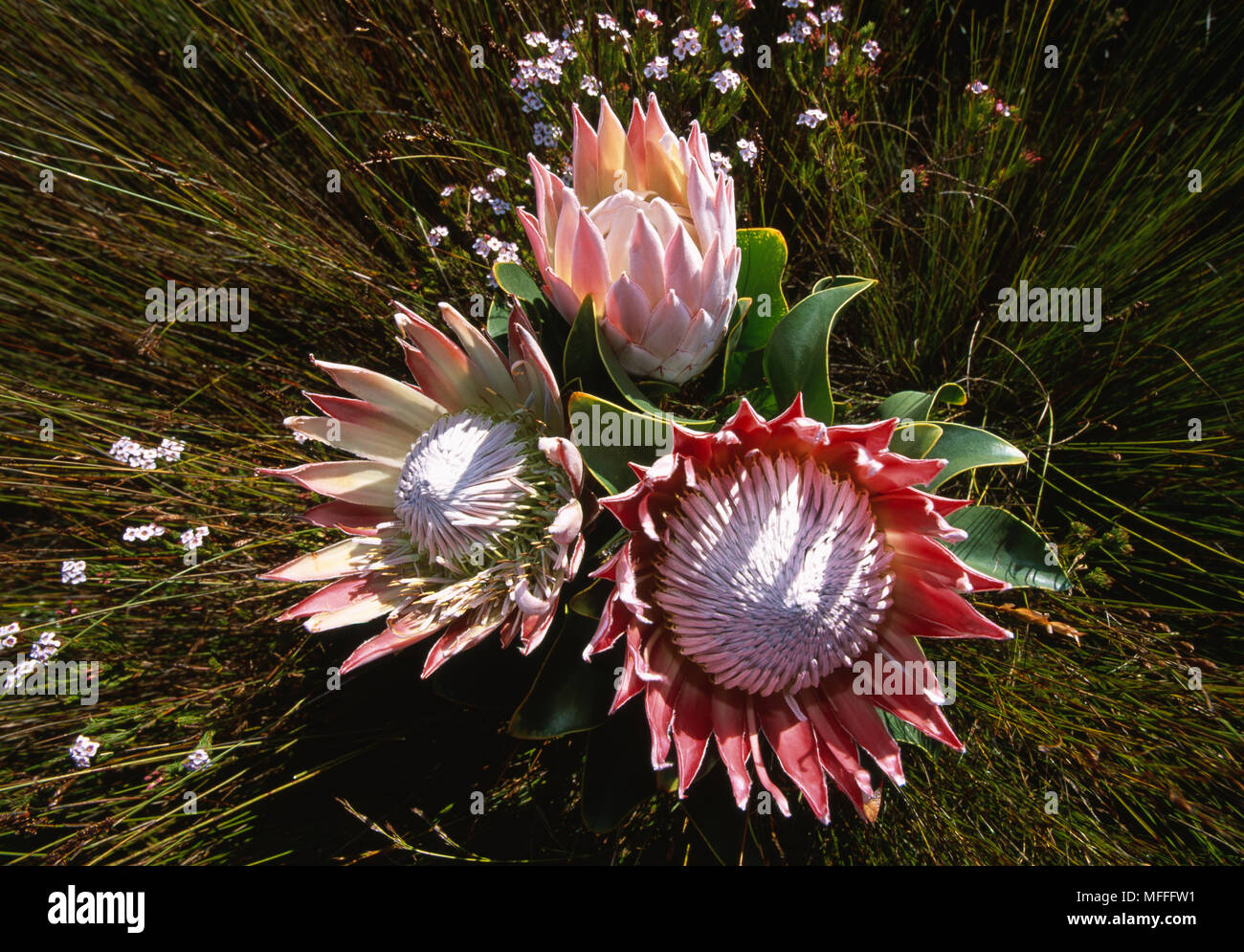 KING PROTEA Protea cynaroides Fynbos species Cape Floral Kingdom South ...