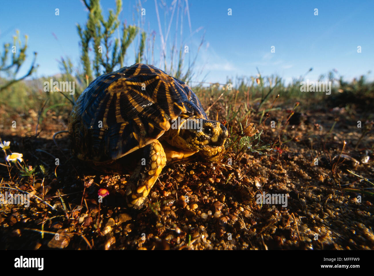 GEOMETRIC TORTOISE Psammobates geometricus Cape, South Africa Endemic ...
