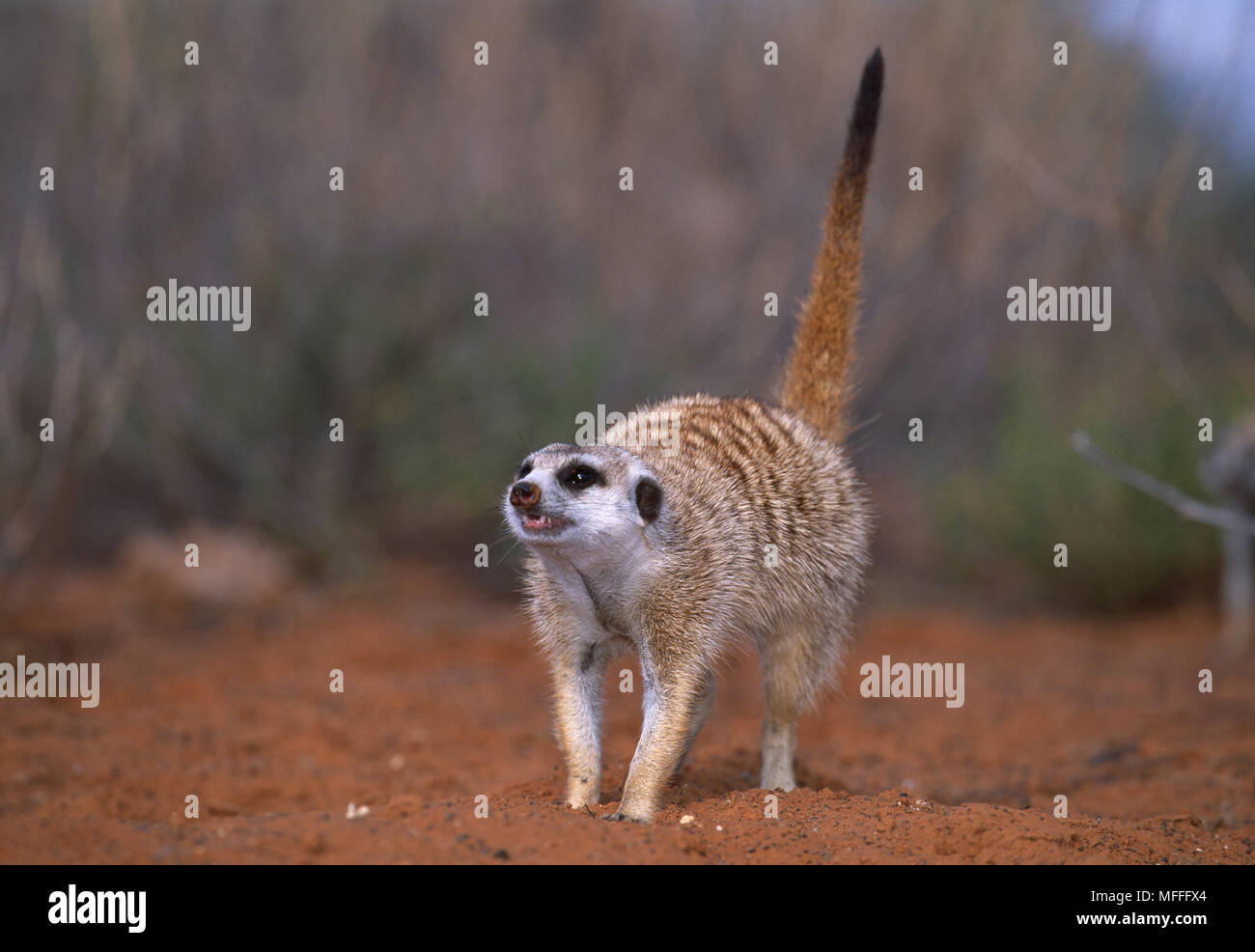 Meerkats are omnivores hi-res stock photography and images - Alamy