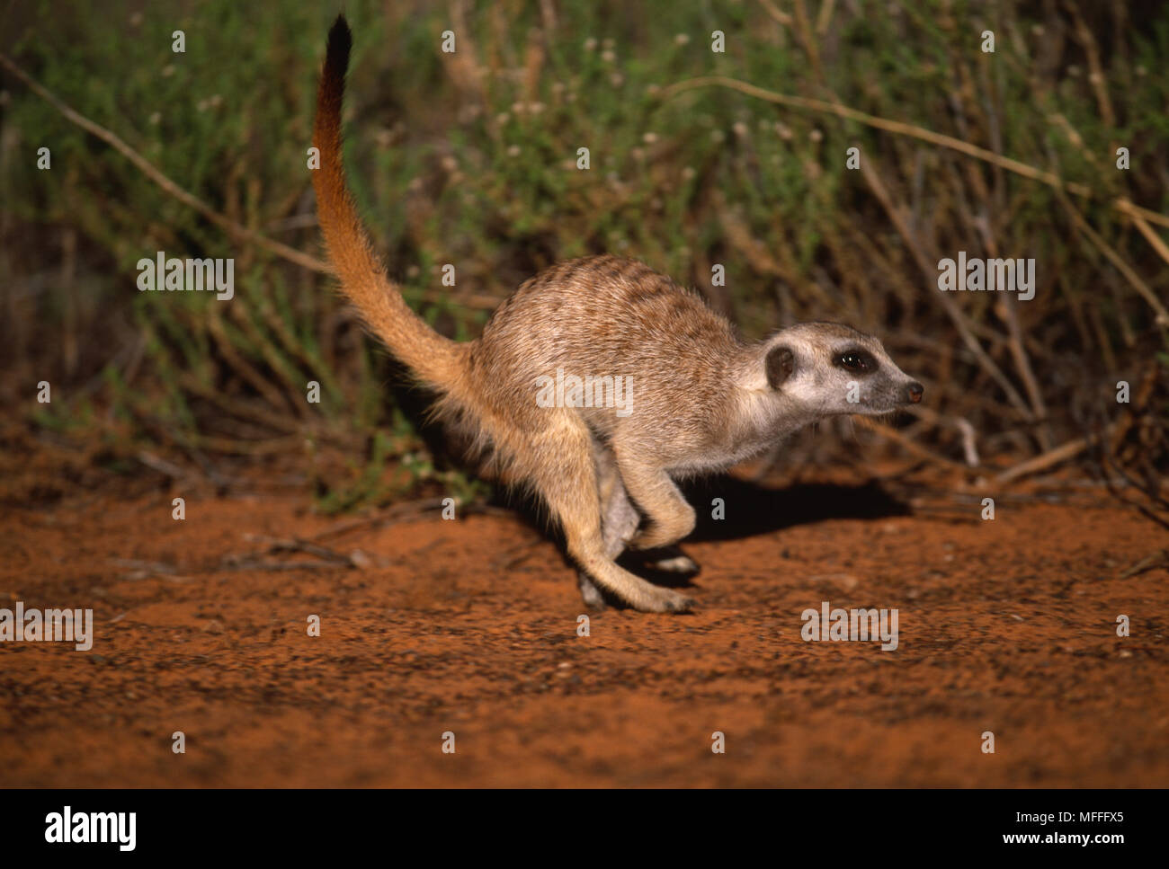 SURICATE or MEERKAT running Suricata suricatta for cover when spotting ...
