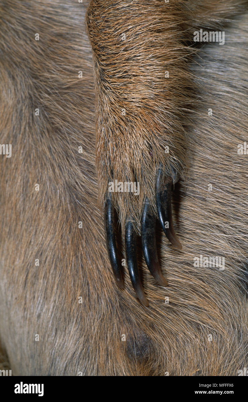 SURICATE or MEERKAT paw, Suricata suricatta tipped with 15mm claws for ...