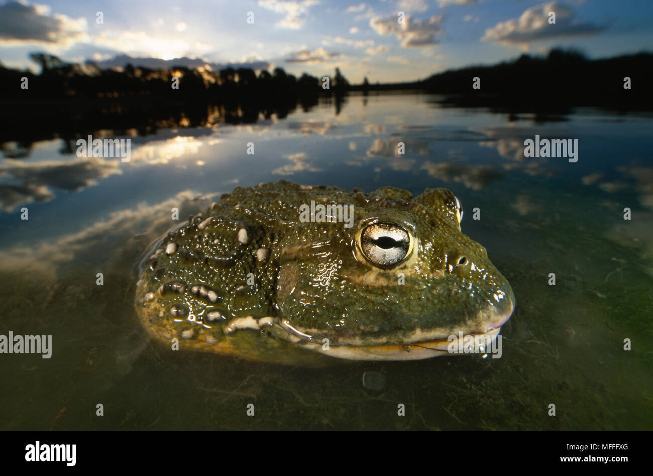 African giant bullfrog hi-res stock photography and images - Alamy