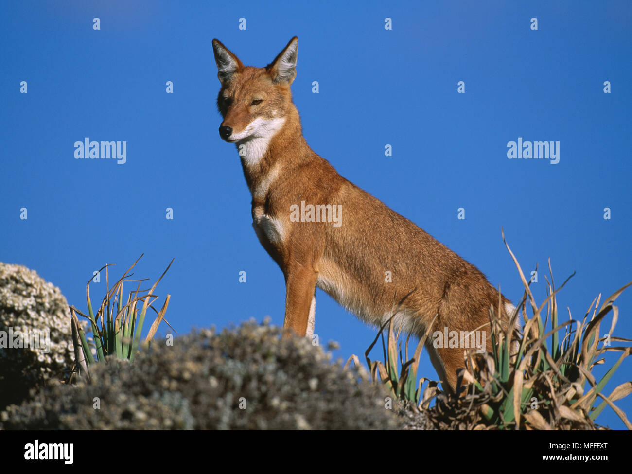 Ethiopian dogs hi-res stock photography and images - Alamy