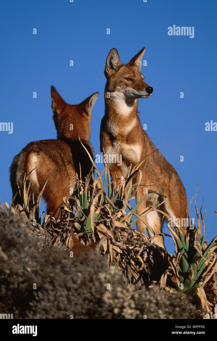 ETHIOPIAN WOLVES Canis simensis Bale Mountains Nat'l Park, Ethiopia ...