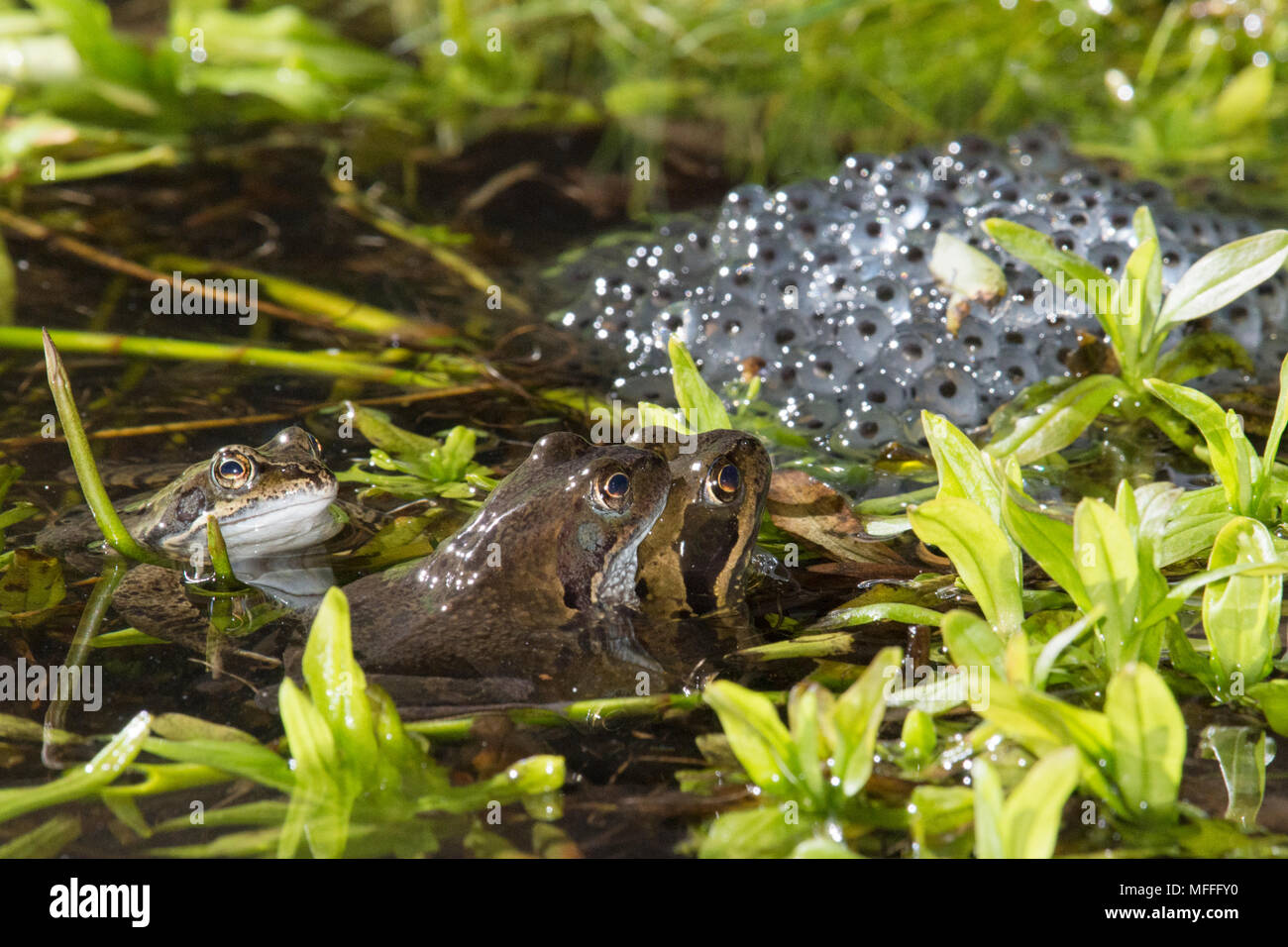 Common Frogs, Rana temporaria, pair spawning, breeding, in amplexus in pond among frogs' spawn ...