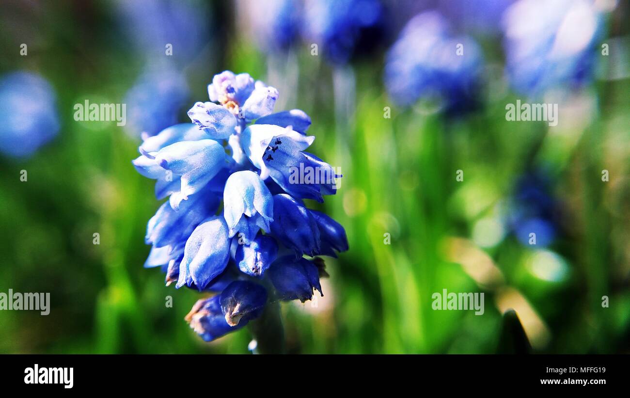 Blue flowers close up hi-res stock photography and images - Alamy
