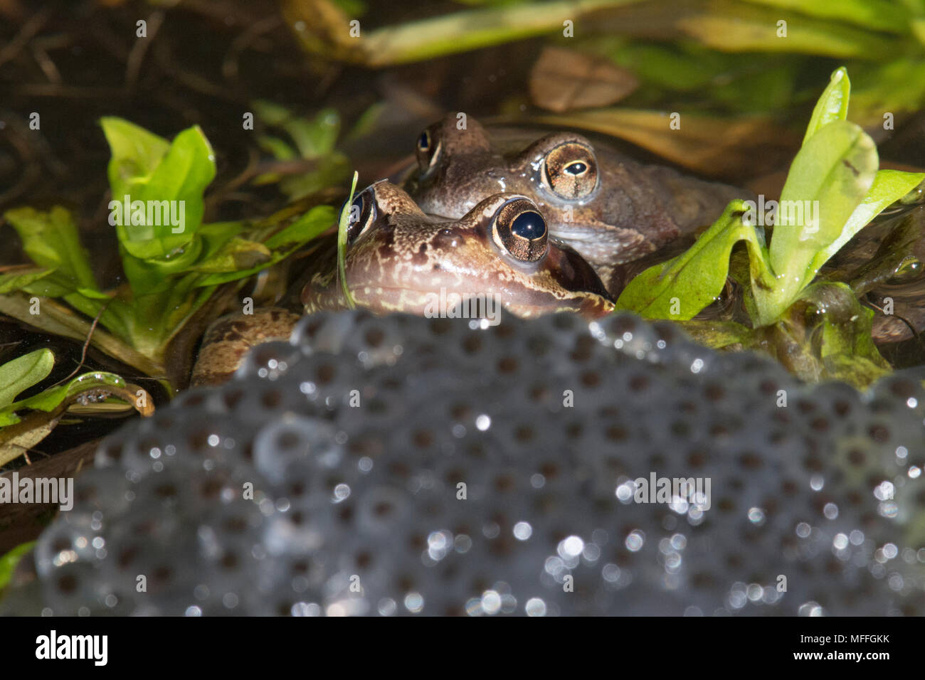 Female frogs hi-res stock photography and images - Alamy