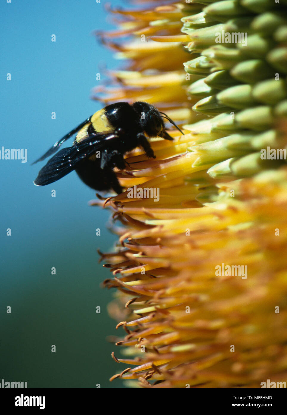 Carpenter bee south africa hi-res stock photography and images - Alamy