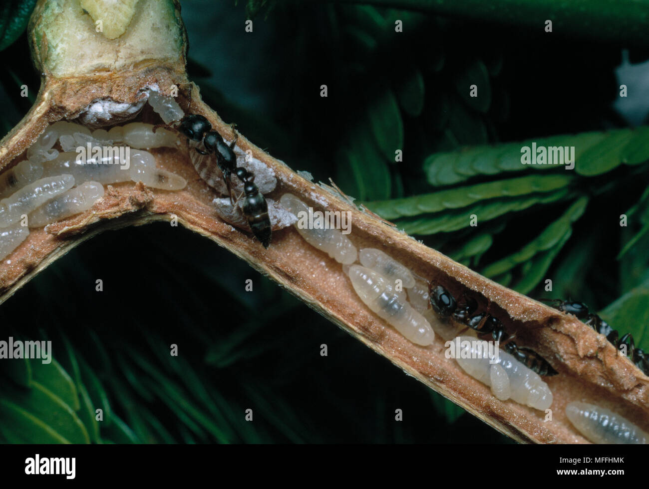 SLENDER ANTS Sima sp. tending larvae in nest in hollowed-out thorn ...