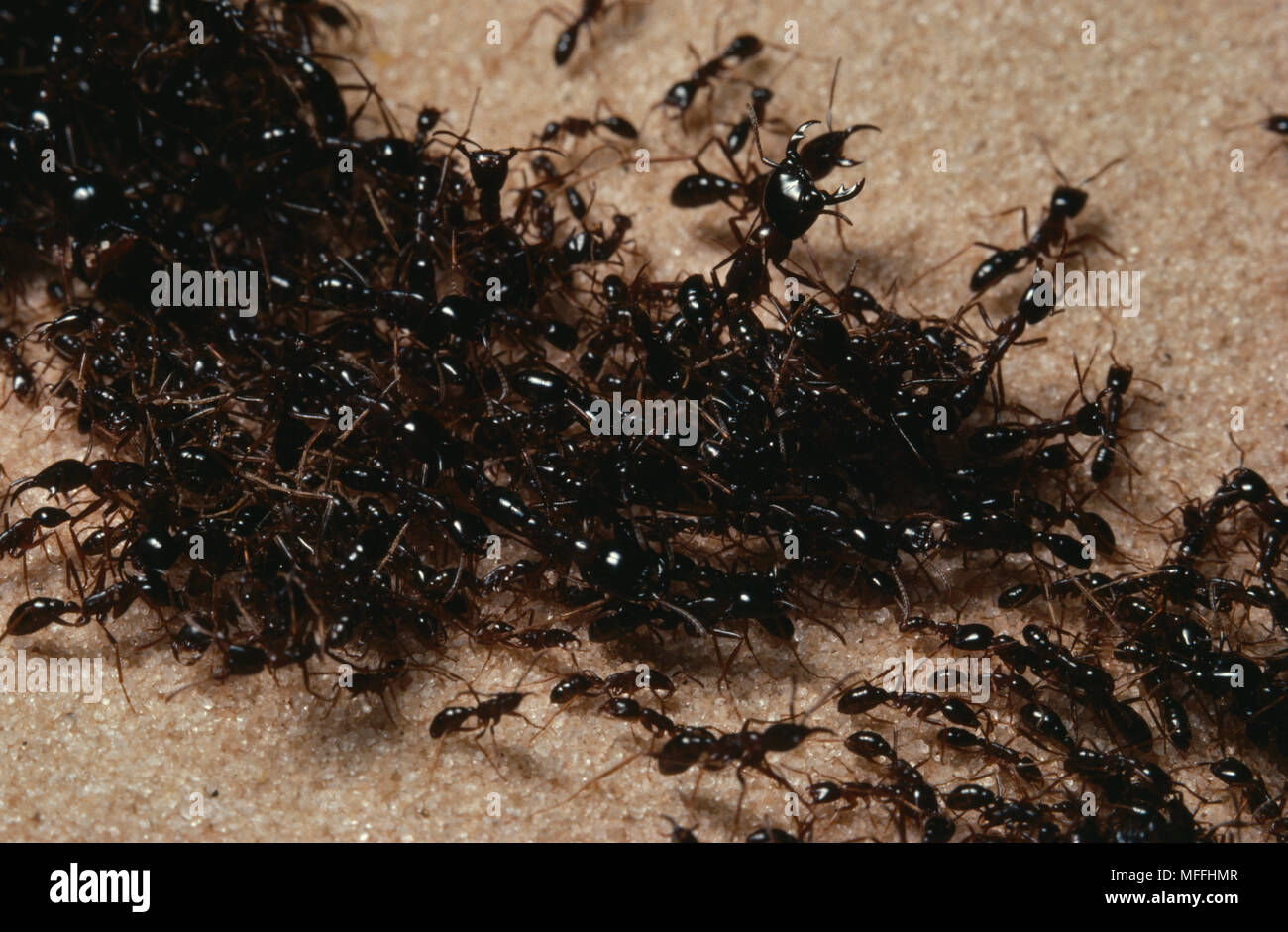 Driver ant hi-res stock photography and images - Alamy