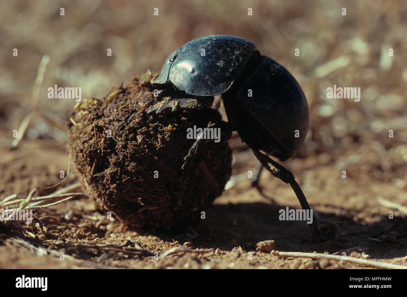 SCARAB or AFRICAN DUNG BEETLE Scarabaeus sp. rolling ball of impala ...