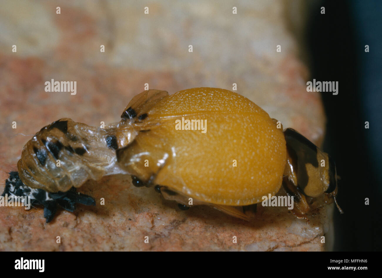 Cheilomenes hi-res stock photography and images - Alamy