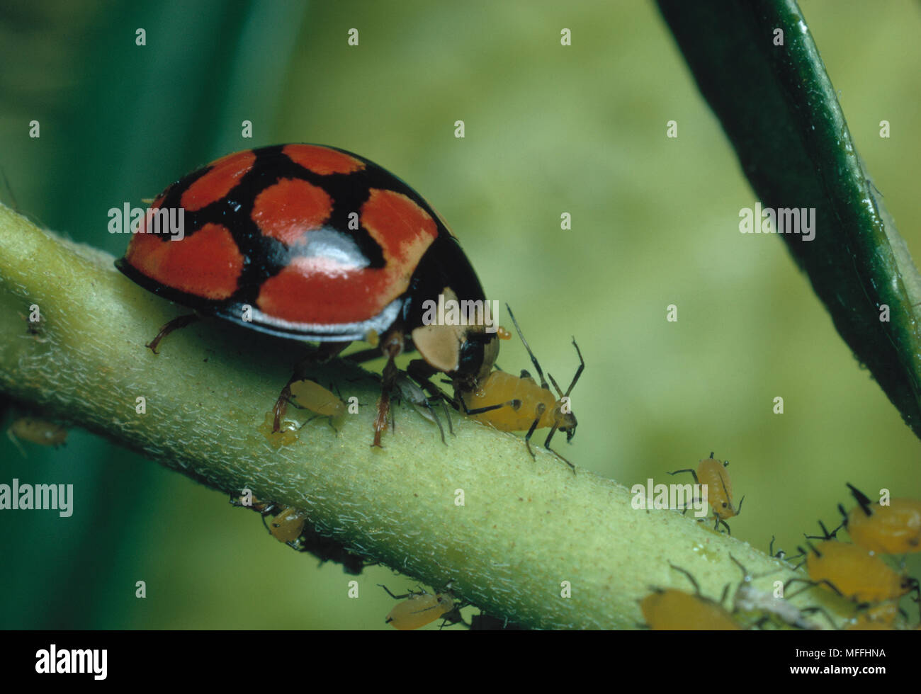 Cheilomenes Lunata High Resolution Stock Photography and Images - Alamy