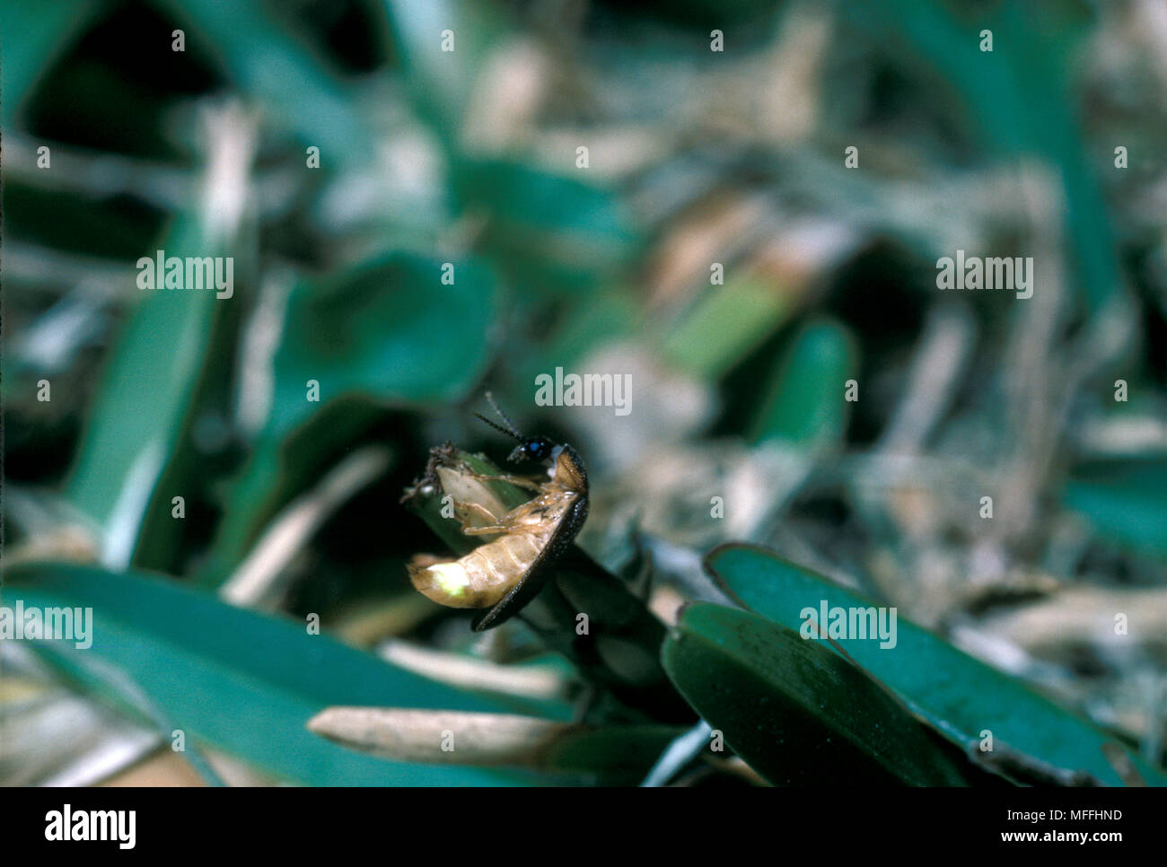 FIREFLY showing abdomen glowing Tsitsikamma Coastal National Park ...