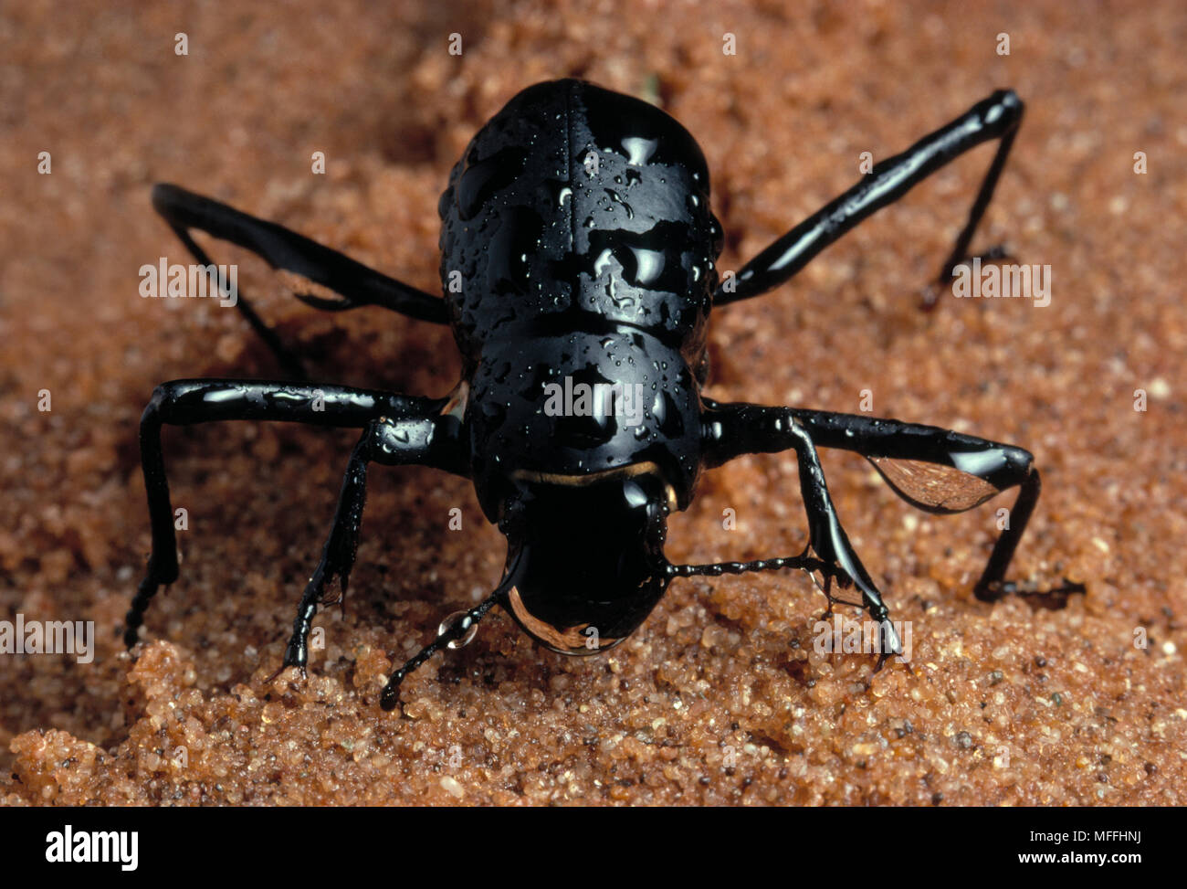 TENEBRIONID BEETLE Onymacris unguicularis covered with dew drops Namib ...