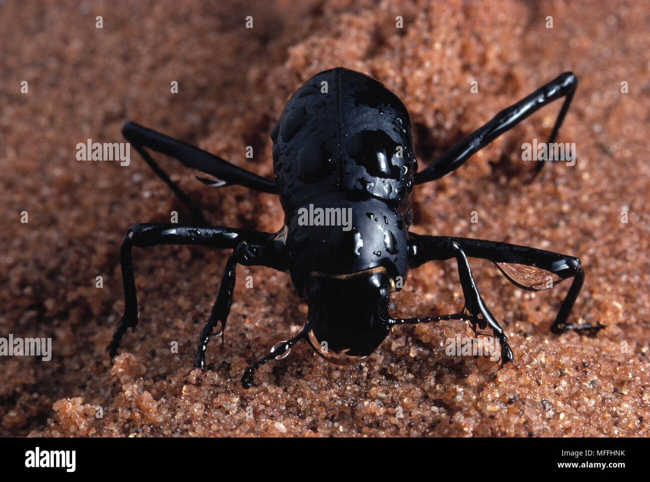 Namib desert beetle onymacris unguicularis hi-res stock photography and ...