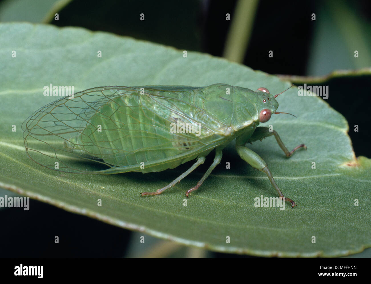 CICADA (Known for loud call) Northern Natal, South Africa Stock Photo ...