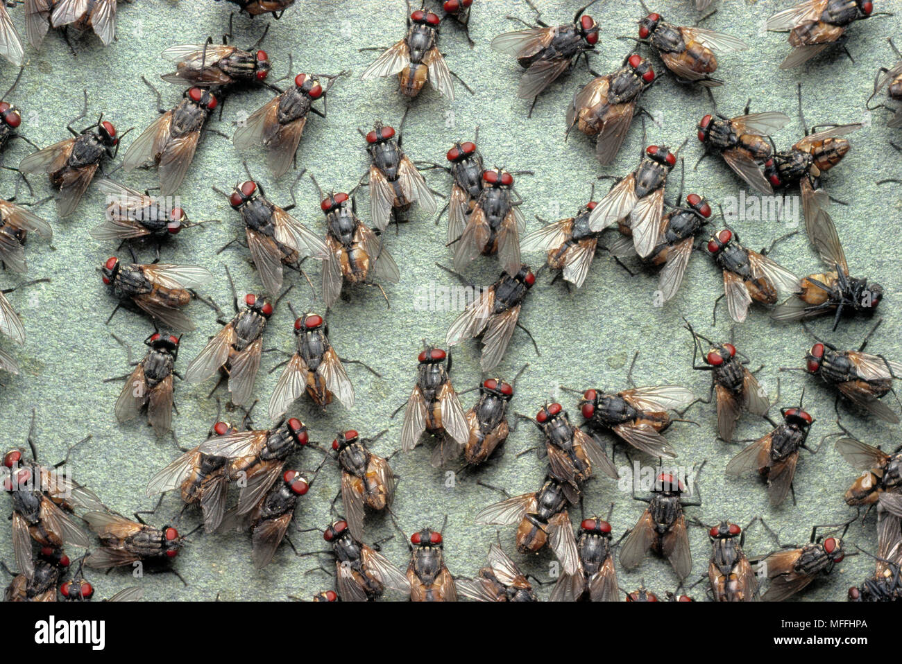 Flies swarm house hi-res stock photography and images - Alamy