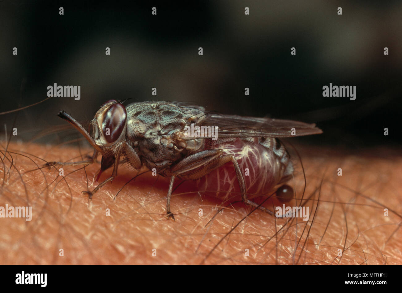 Tsetse fly hi-res stock photography and images - Alamy