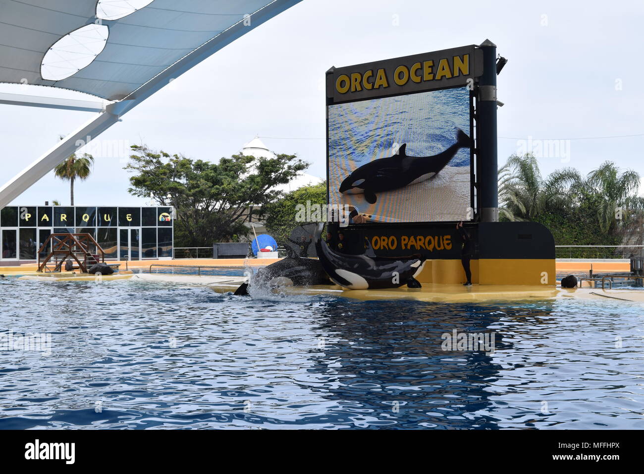 animals"orcas" killer whales"gorillas"white tiger"emperor penguins ...