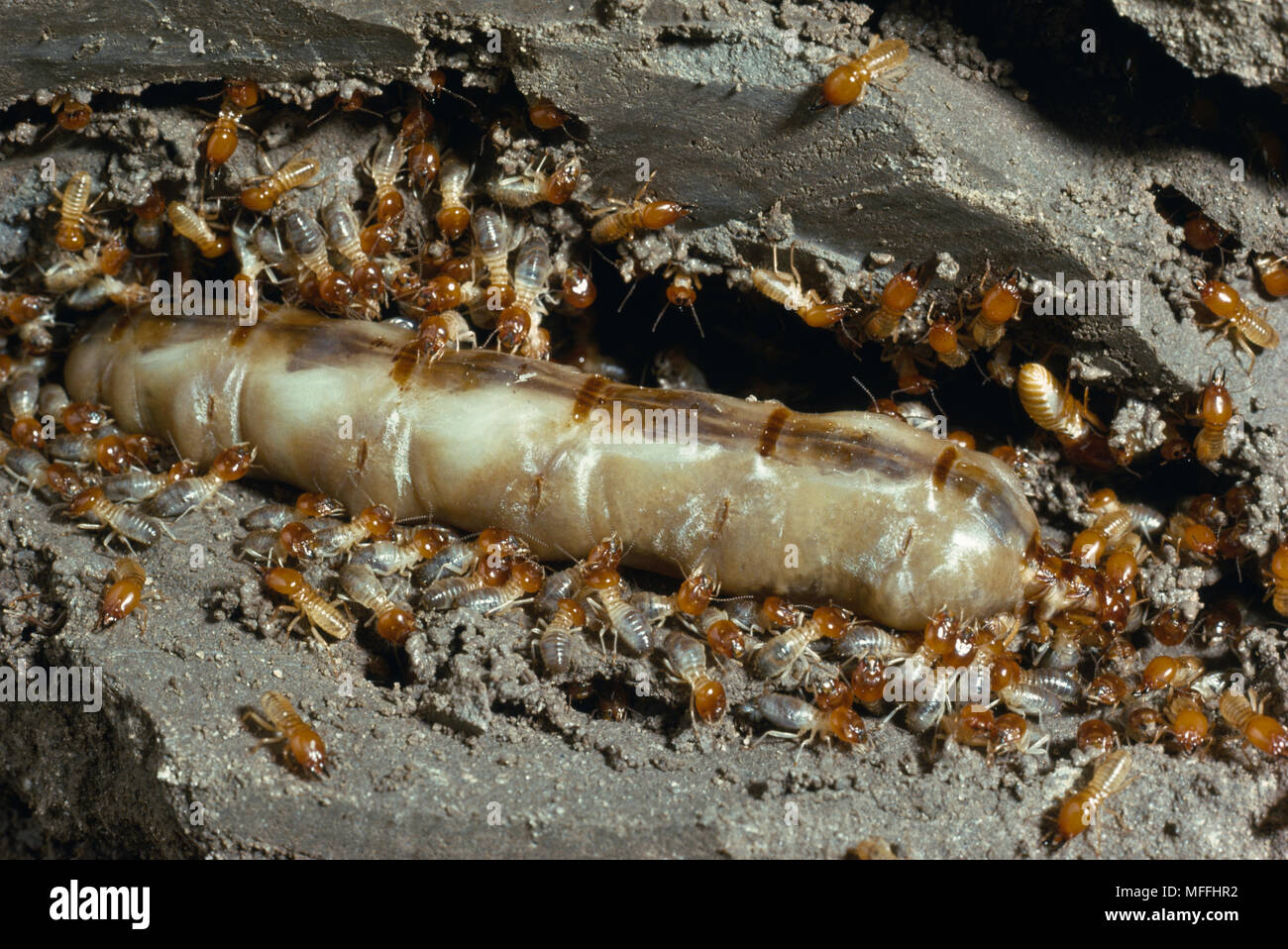 Termite queen hi-res stock photography and images - Alamy