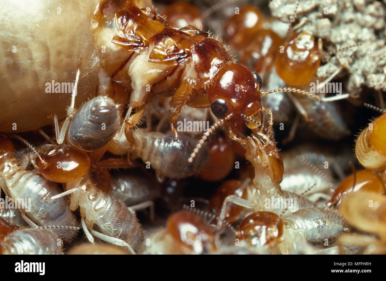 Termite queen hi-res stock photography and images - Alamy