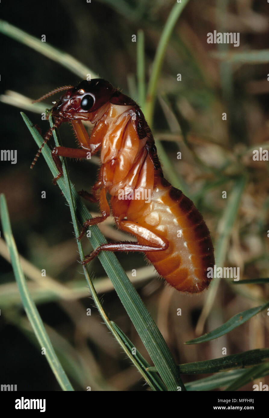 Macrotermes bellicosus hi-res stock photography and images - Alamy