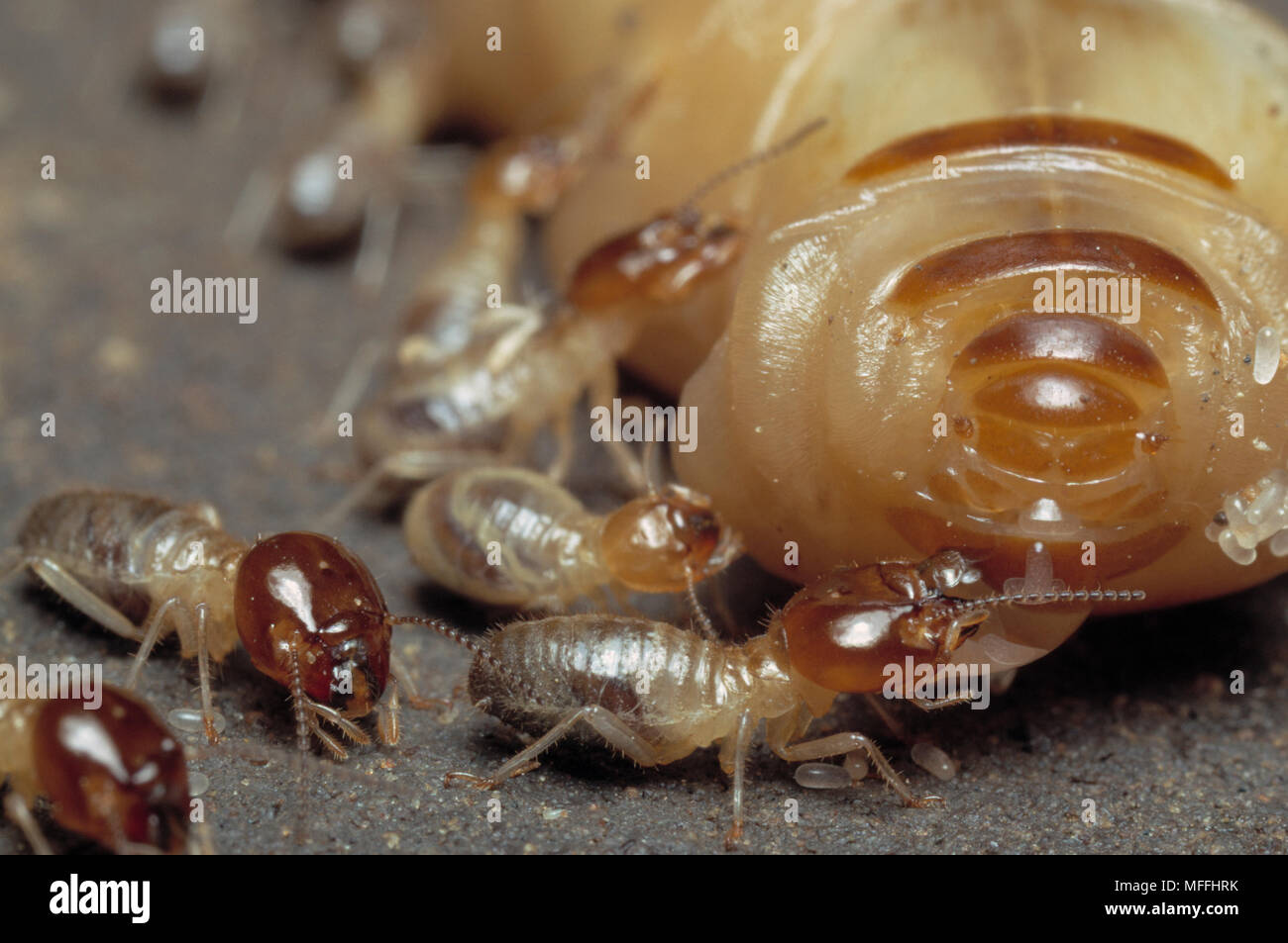 Queen Termite Laying Eggs Identification Of A Queen Primer Pheromone