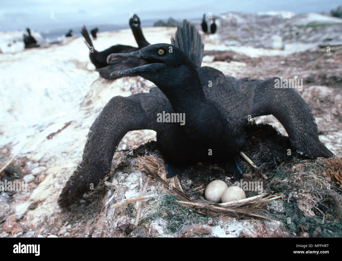 BANK CORMORANT on nest Phalacrocorax neglectus cooling down by panting ...
