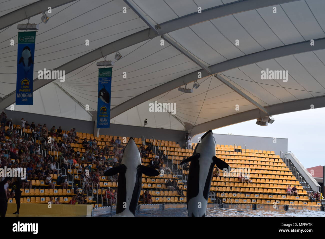 animals"orcas" killer whales"gorillas"white tiger"emperor penguins ...