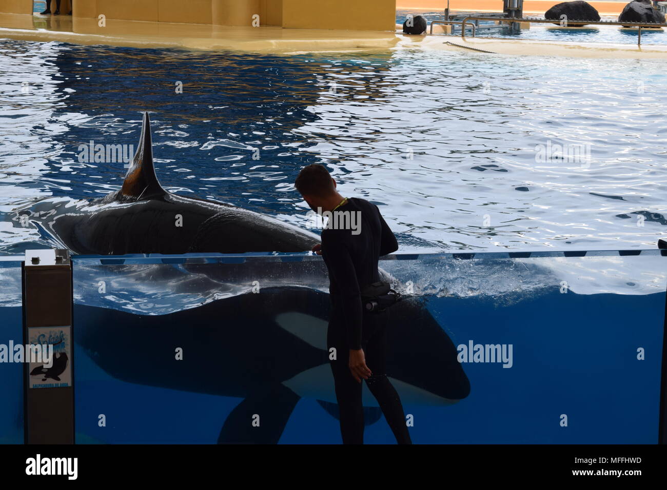 animals"orcas" killer whales"gorillas"white tiger"emperor penguins ...