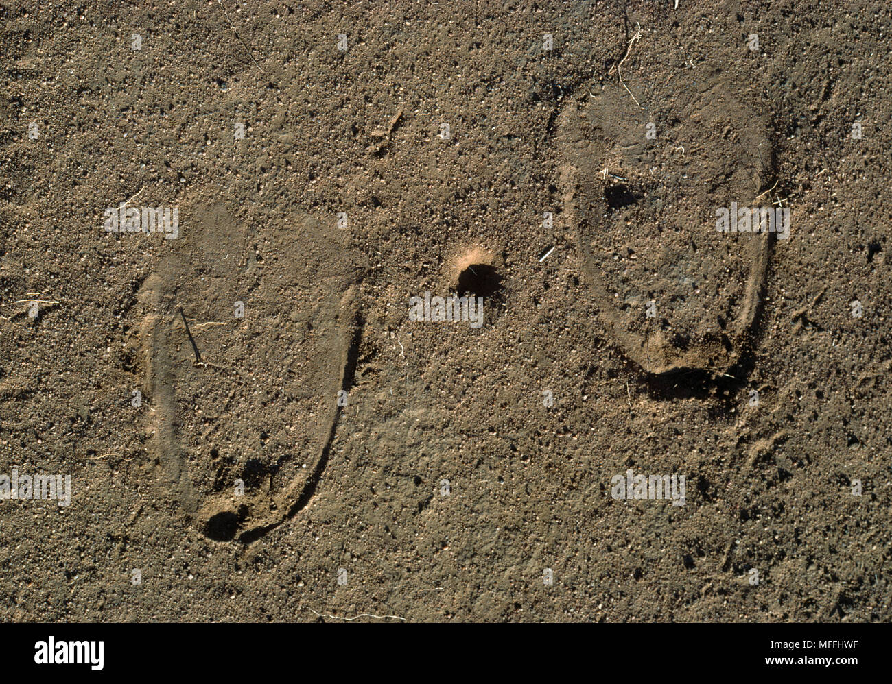 GIRAFFE FOOTPRINTS insand of Namib Desert, Namibia, SW Africa Giraffe ...