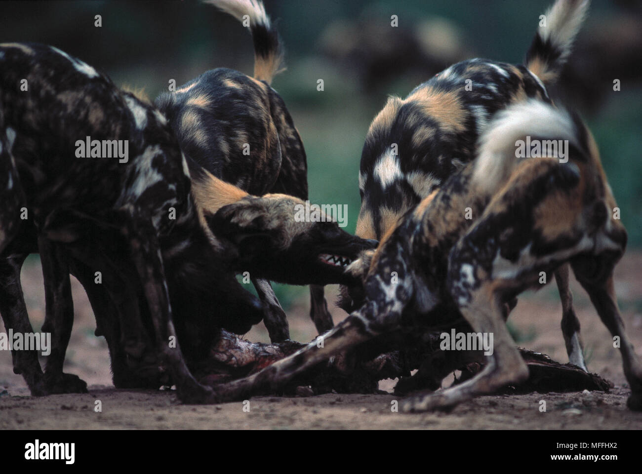 African painted hunting dogs eating hi-res stock photography and images ...