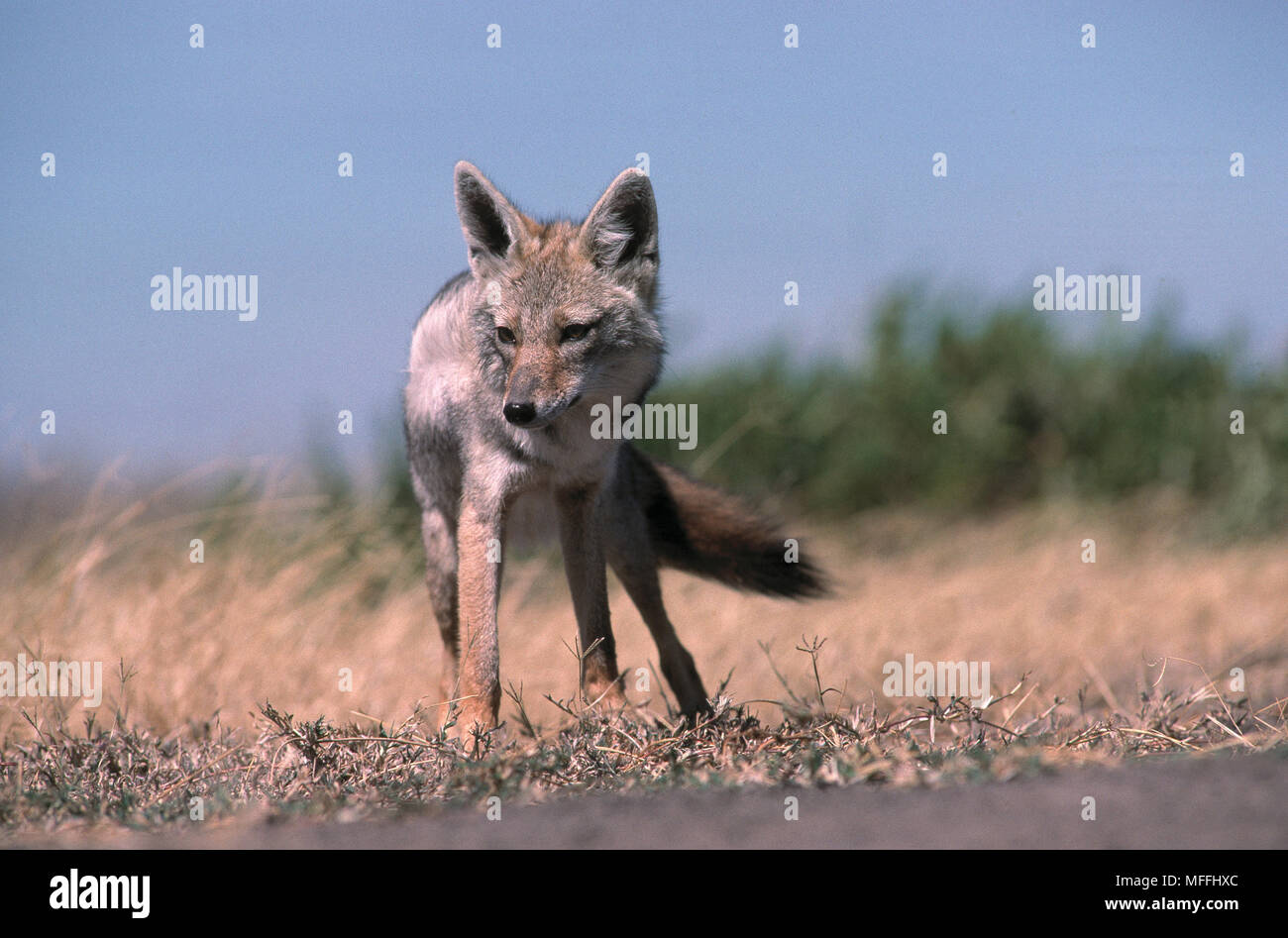 GOLDEN or COMMON JACKAL Canis aureus Serengeti National Park, Tanzania ...