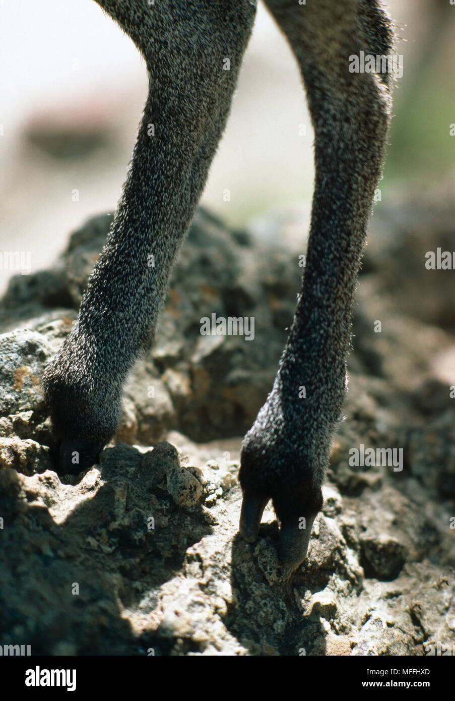 Klipspringer Hooves
