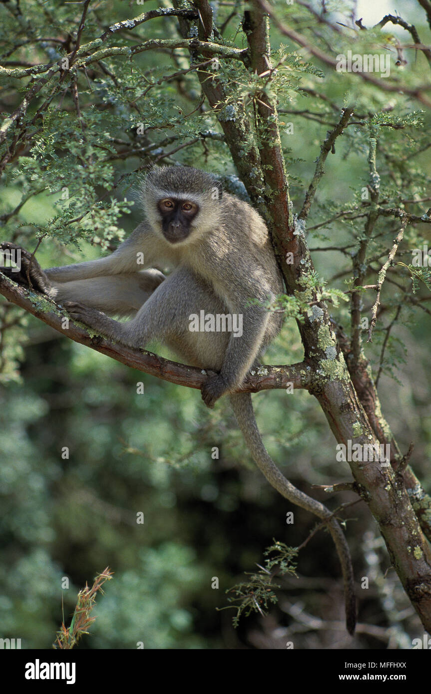 VERVET MONKEY Cercopithecus aethiops Stock Photo - Alamy