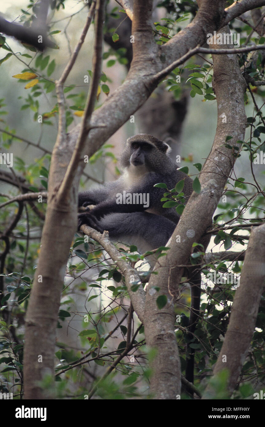 Cape vidal hi-res stock photography and images - Alamy