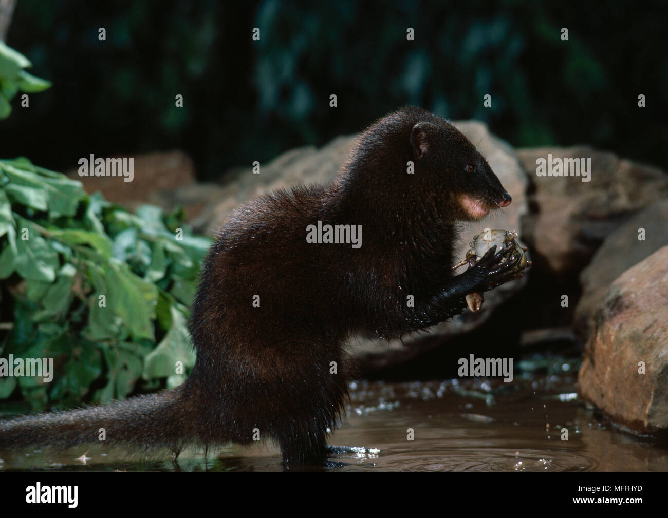 WATER MONGOOSE eating crab Atilax paludinosus Zimbabwe, Africa Stock ...