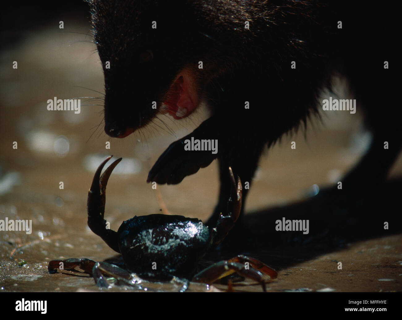 WATER MONGOOSE catching crab Atilax paludinosus Zimbabwe, Africa Stock ...