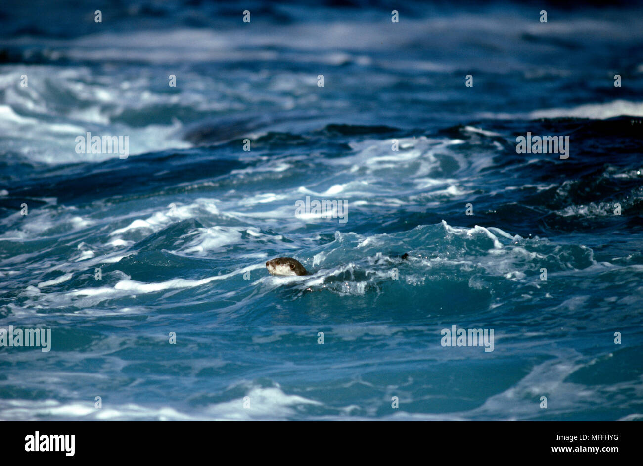 CAPE CLAWLESS OTTER Aonyx capensis in shallows Tsitsikamma Coast NP ...